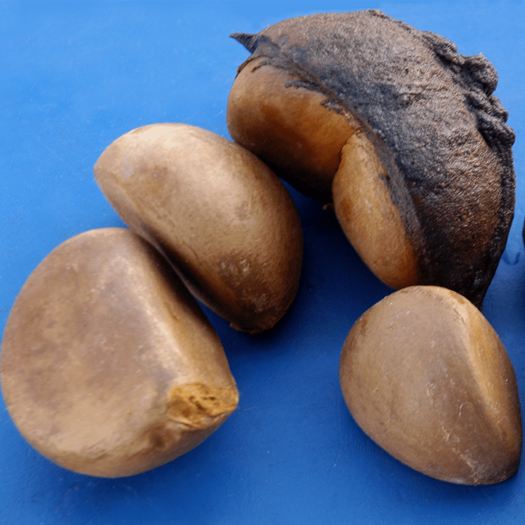 Ofertas - Terra Flor